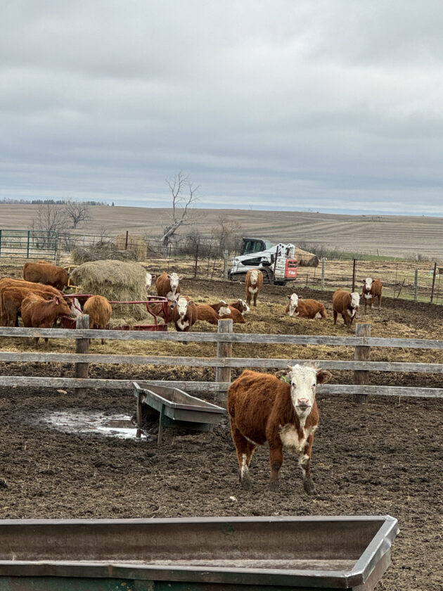 Century and a decade: Diamond T Ranch going strong 110 years later ...
